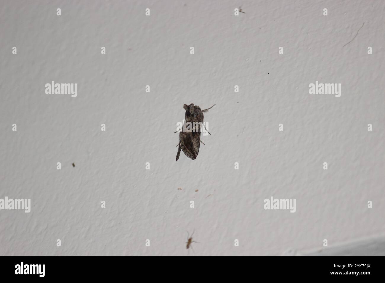 Plusiine Looper Moths (Plusiinae Stock Photo - Alamy