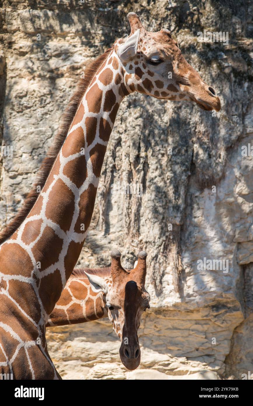 Giraffe mane hi-res stock photography and images - Alamy