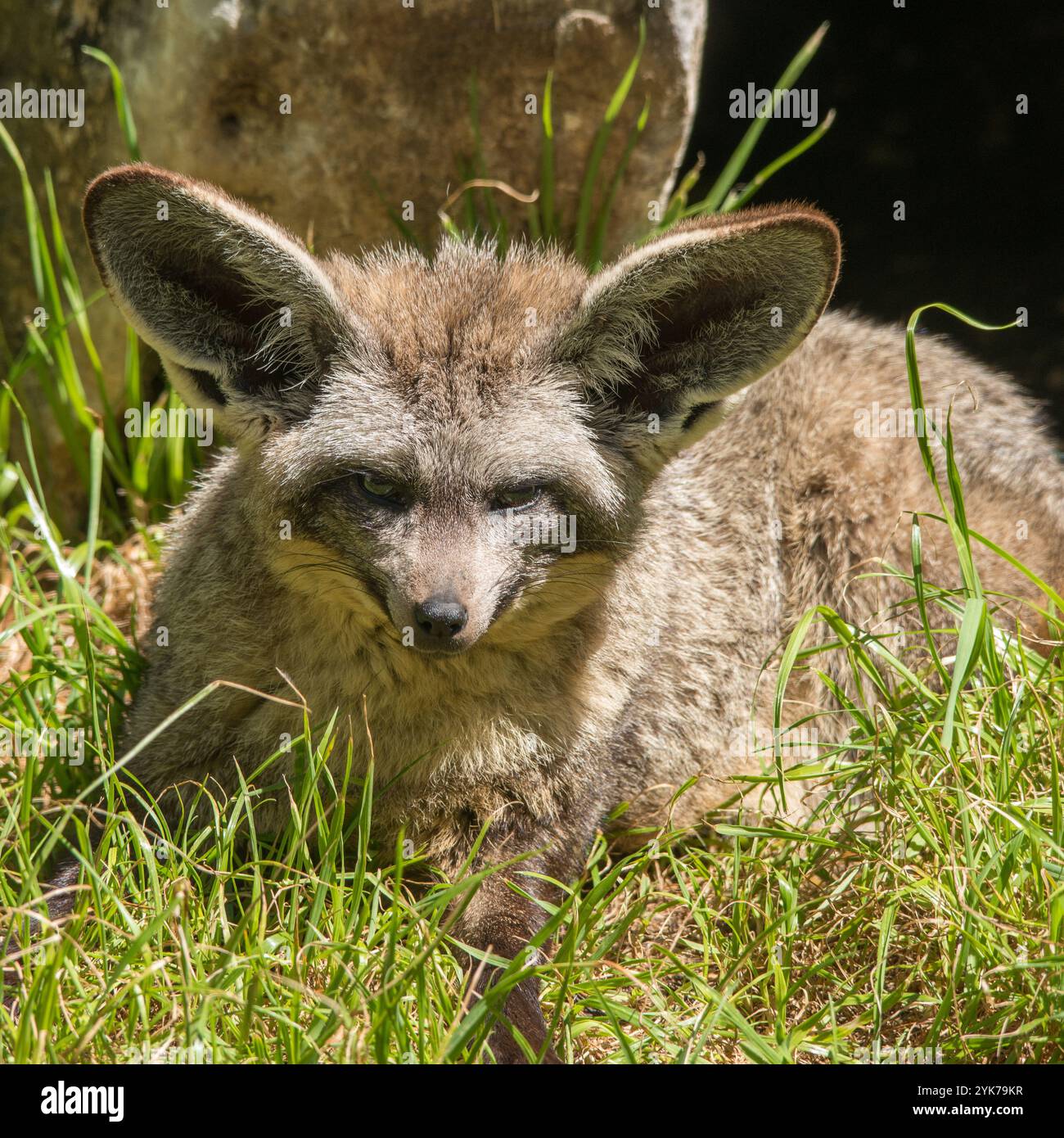 Fox big ears hi-res stock photography and images - Alamy