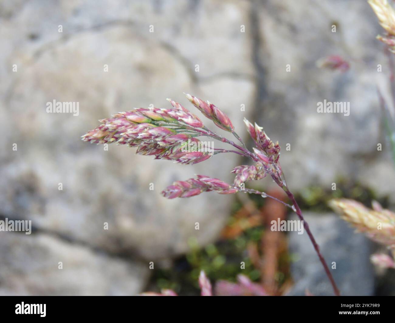 Poa alpina hi-res stock photography and images - Alamy