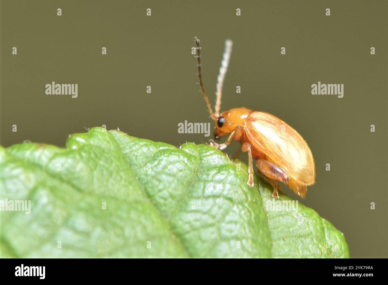 Longitarsus hi-res stock photography and images - Alamy
