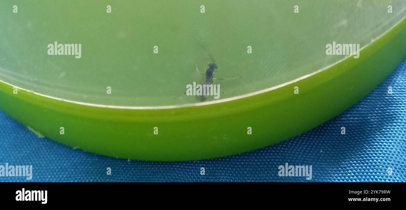 Diplazon laetatorius hi-res stock photography and images - Alamy
