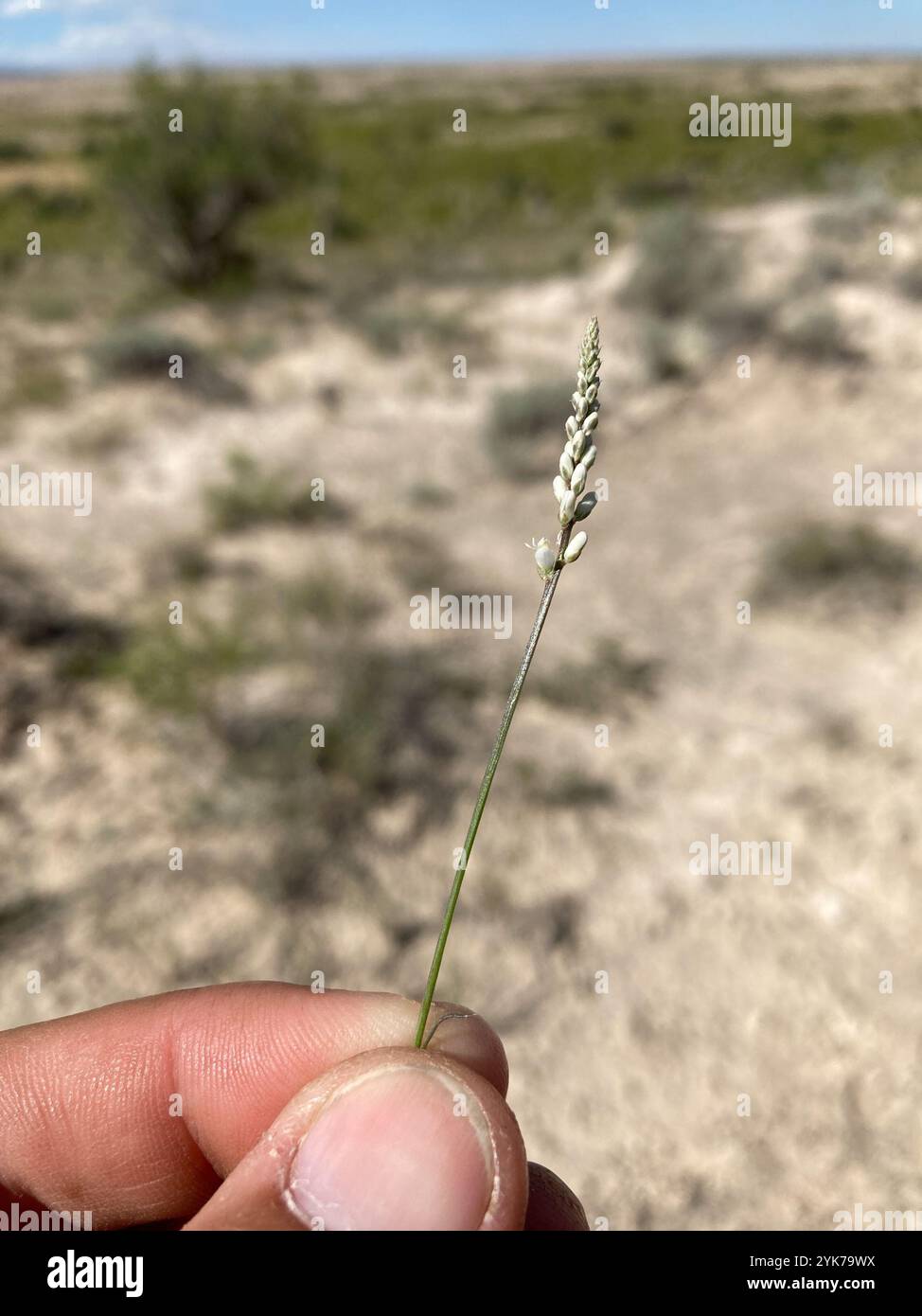 white milkwort (Polygala alba Stock Photo - Alamy