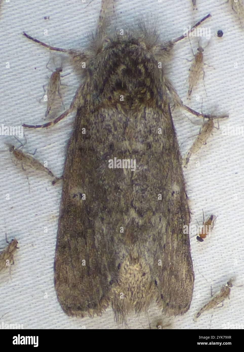 Variable Oakleaf Caterpillar Moth (Lochmaeus manteo Stock Photo - Alamy