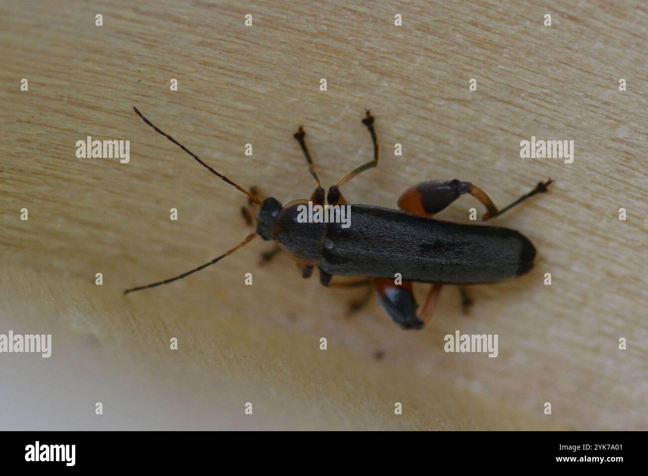 Osphya bipunctata hi-res stock photography and images - Alamy
