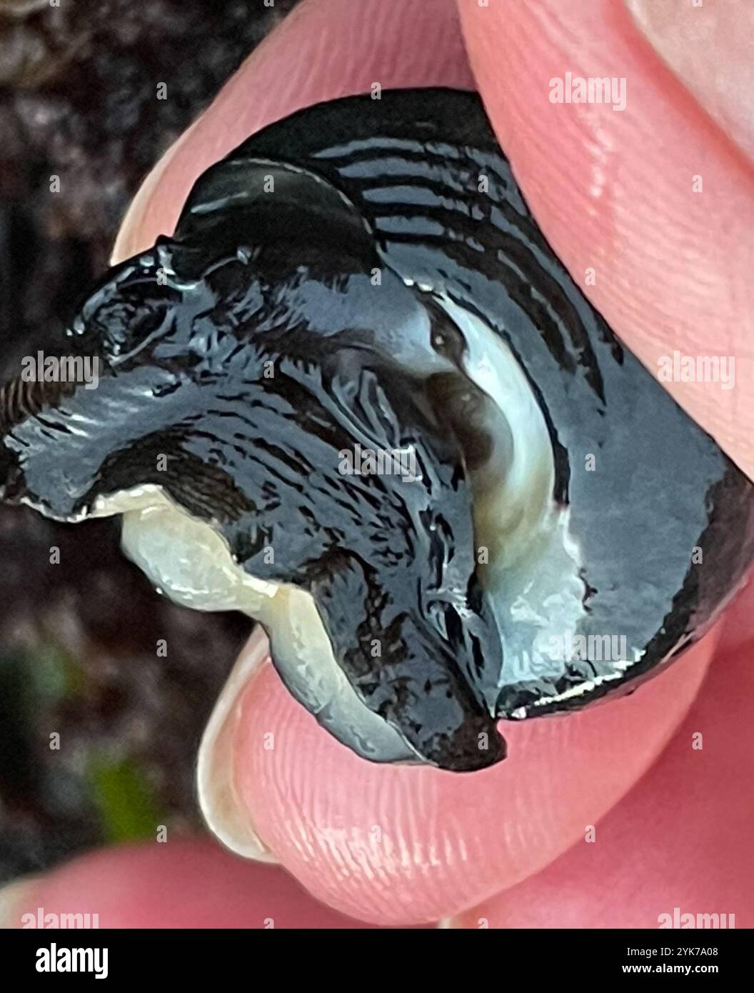 Black Tegula (Tegula funebralis Stock Photo - Alamy