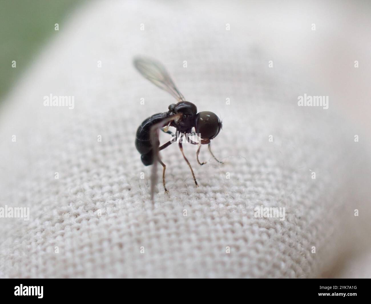 Pipunculidae hi-res stock photography and images - Alamy