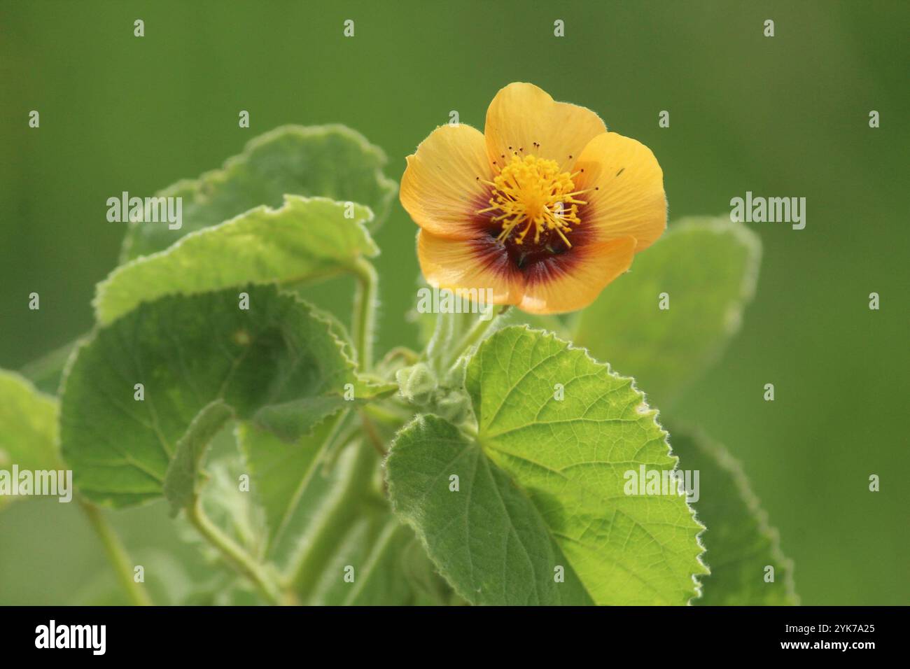 Florida keys indian mallow hi-res stock photography and images - Alamy
