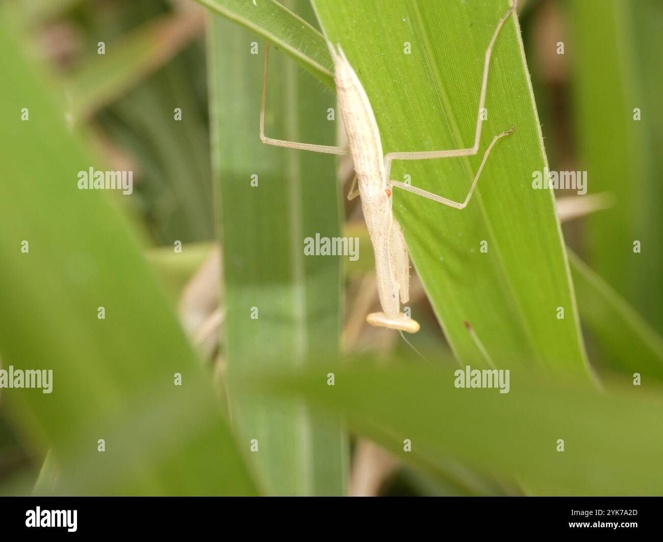 Egyptian Praying Mantis (Miomantis paykullii Stock Photo - Alamy