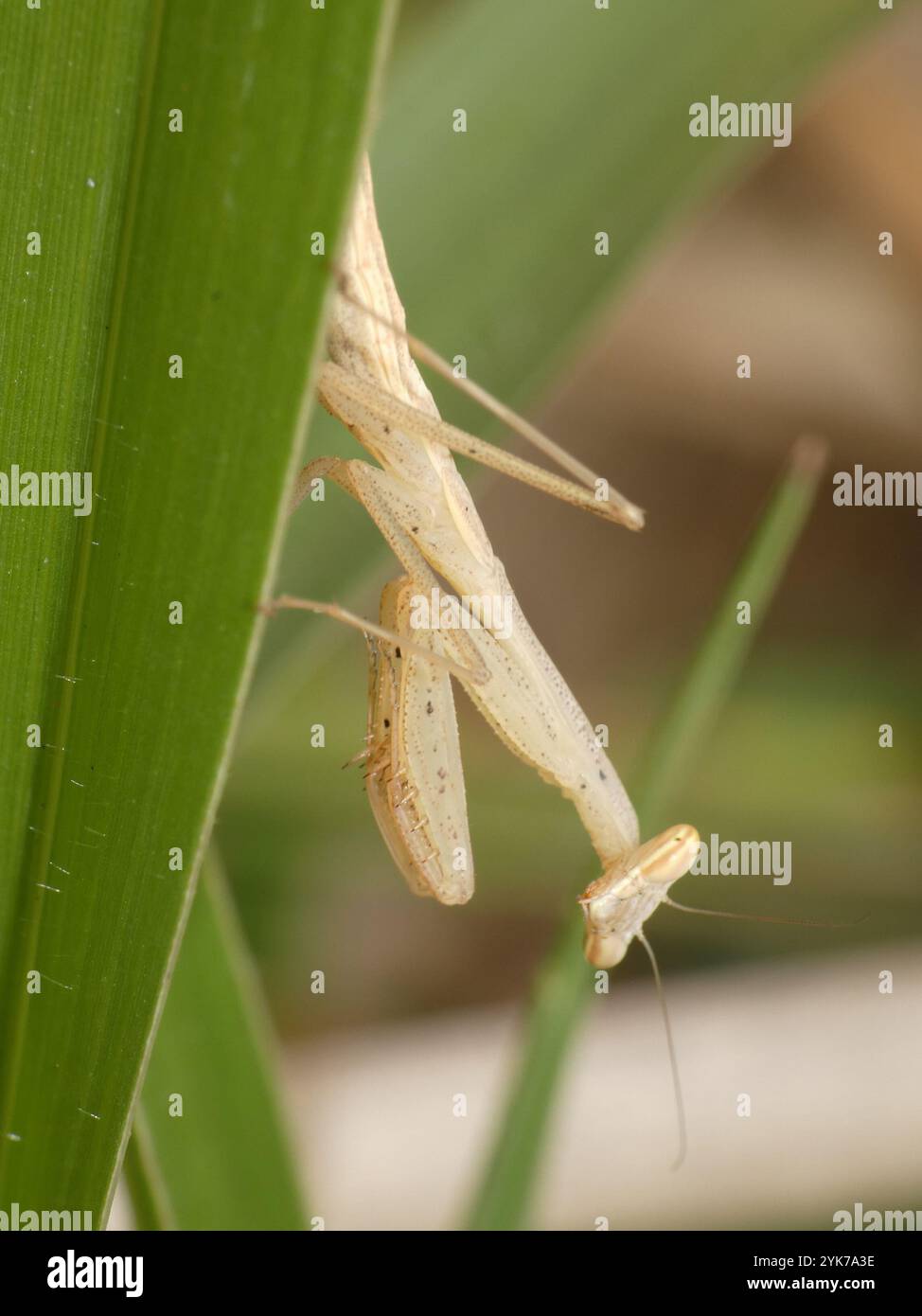 Egyptian Praying Mantis (Miomantis paykullii Stock Photo - Alamy