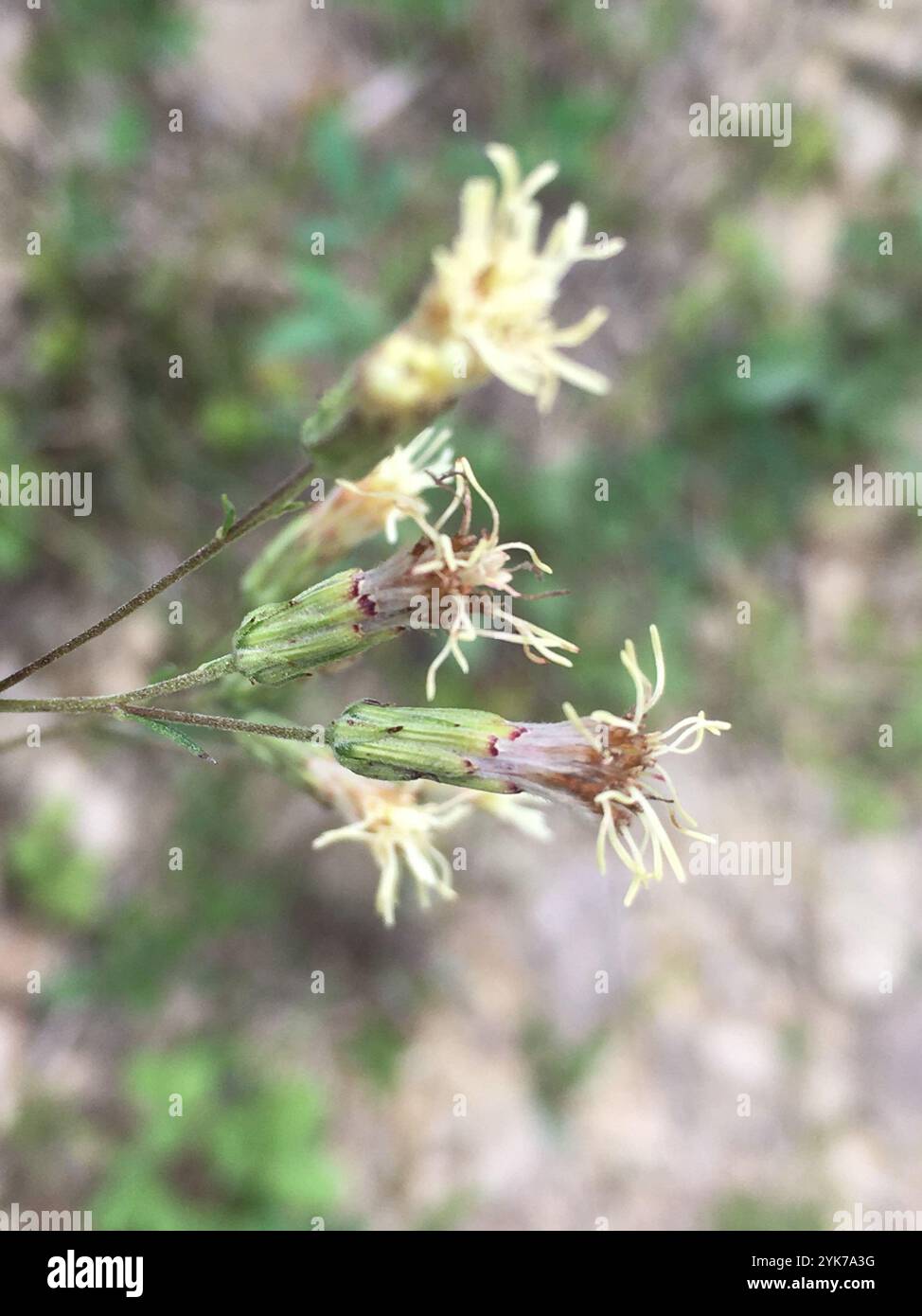False Boneset (Brickellia eupatorioides Stock Photo - Alamy