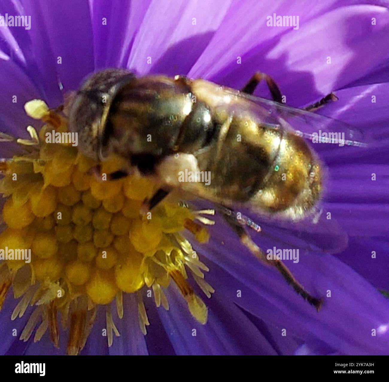 Common Lagoon Fly (Eristalinus aeneus Stock Photo - Alamy