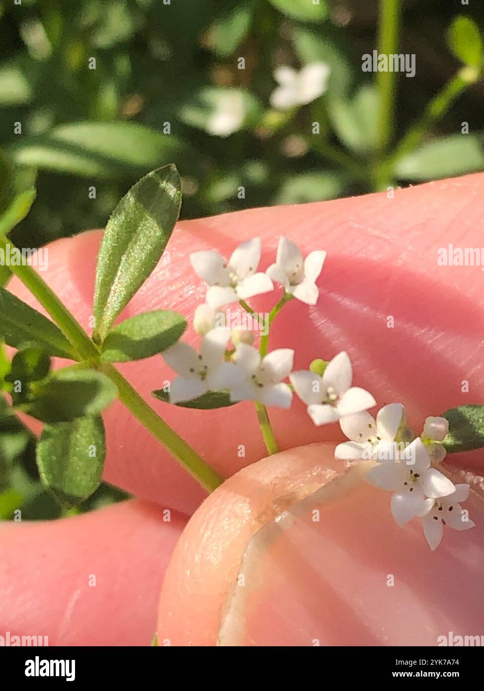 Common Marsh-bedstraw (Galium palustre Stock Photo - Alamy