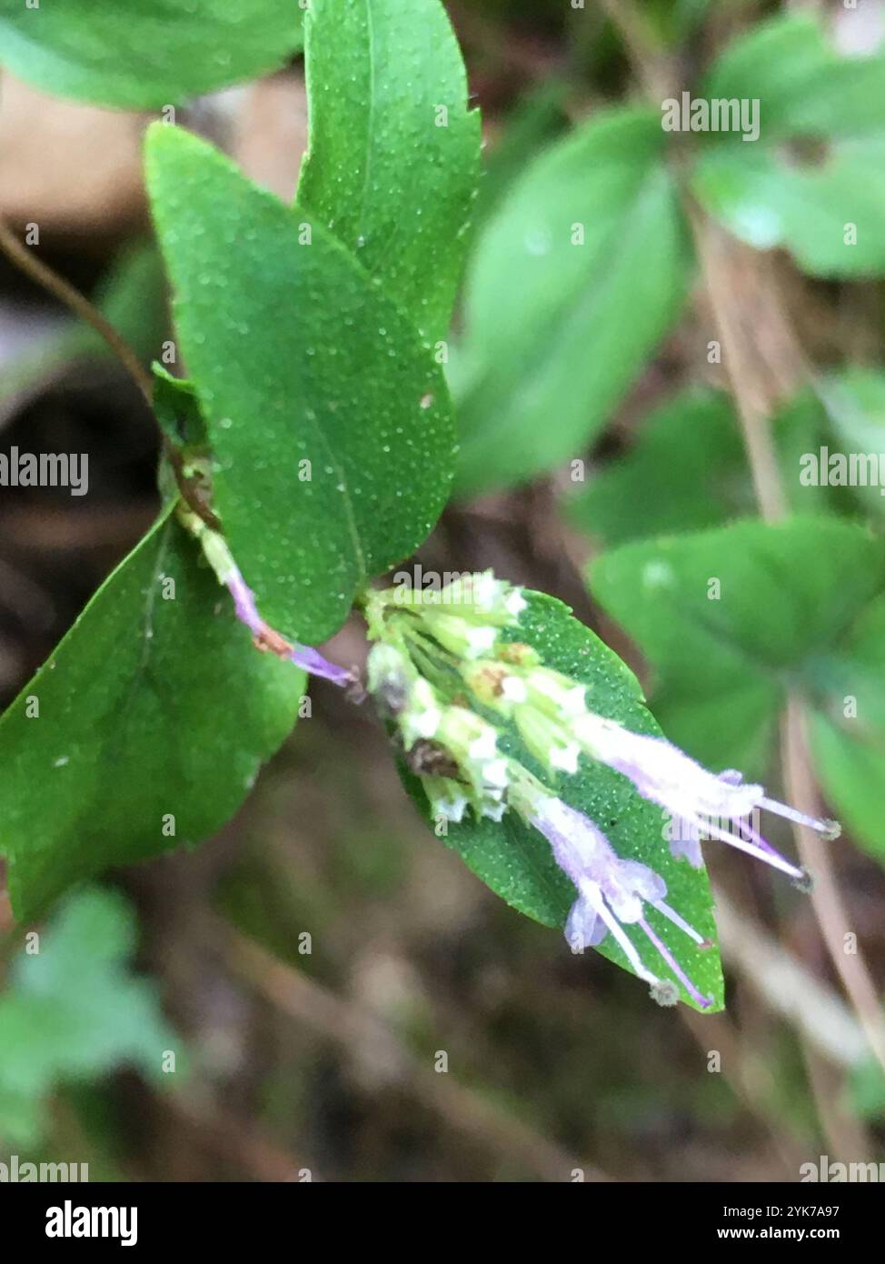 common dittany (Cunila origanoides Stock Photo - Alamy