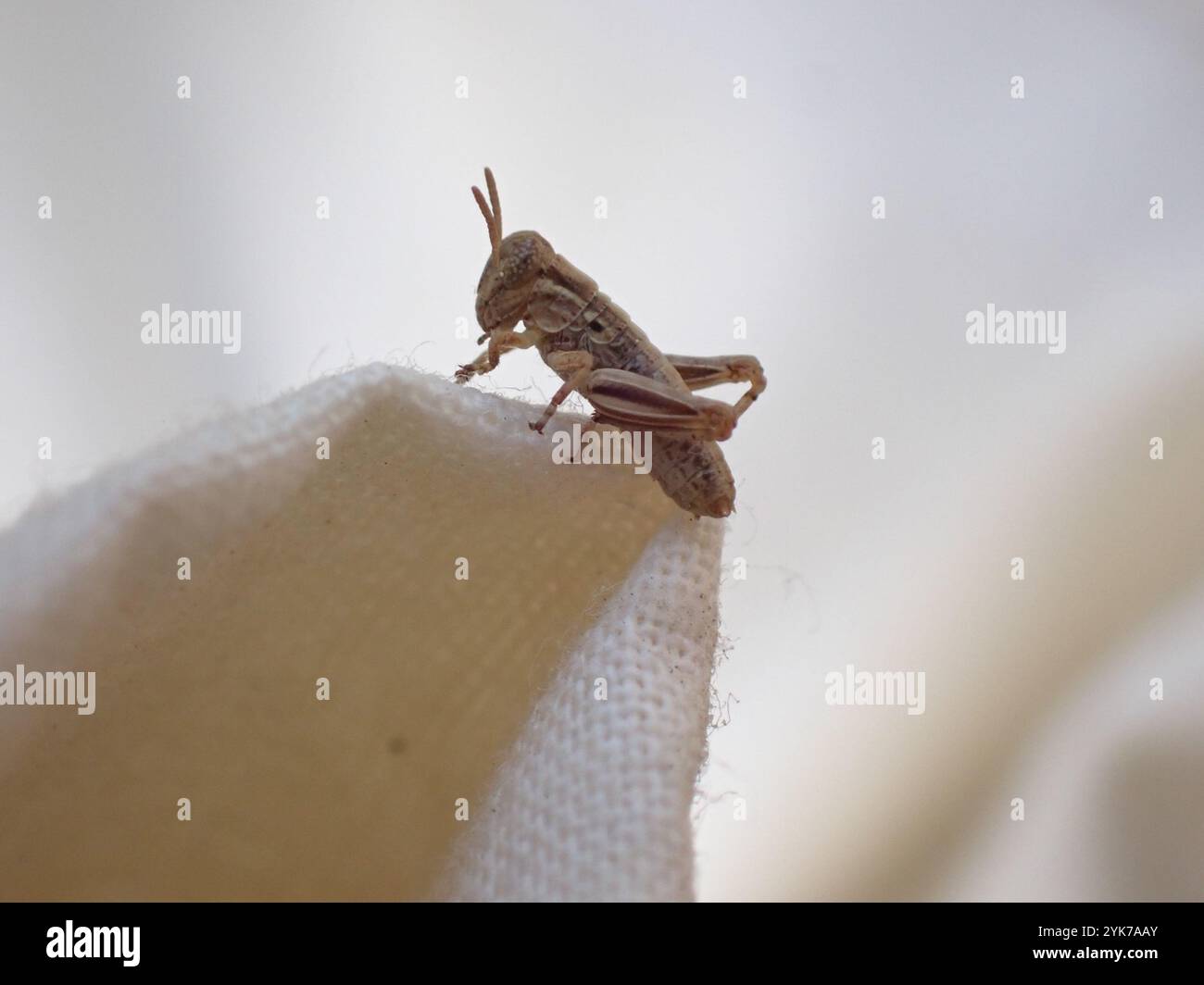 Spur-throated Grasshoppers (Melanoplinae Stock Photo - Alamy