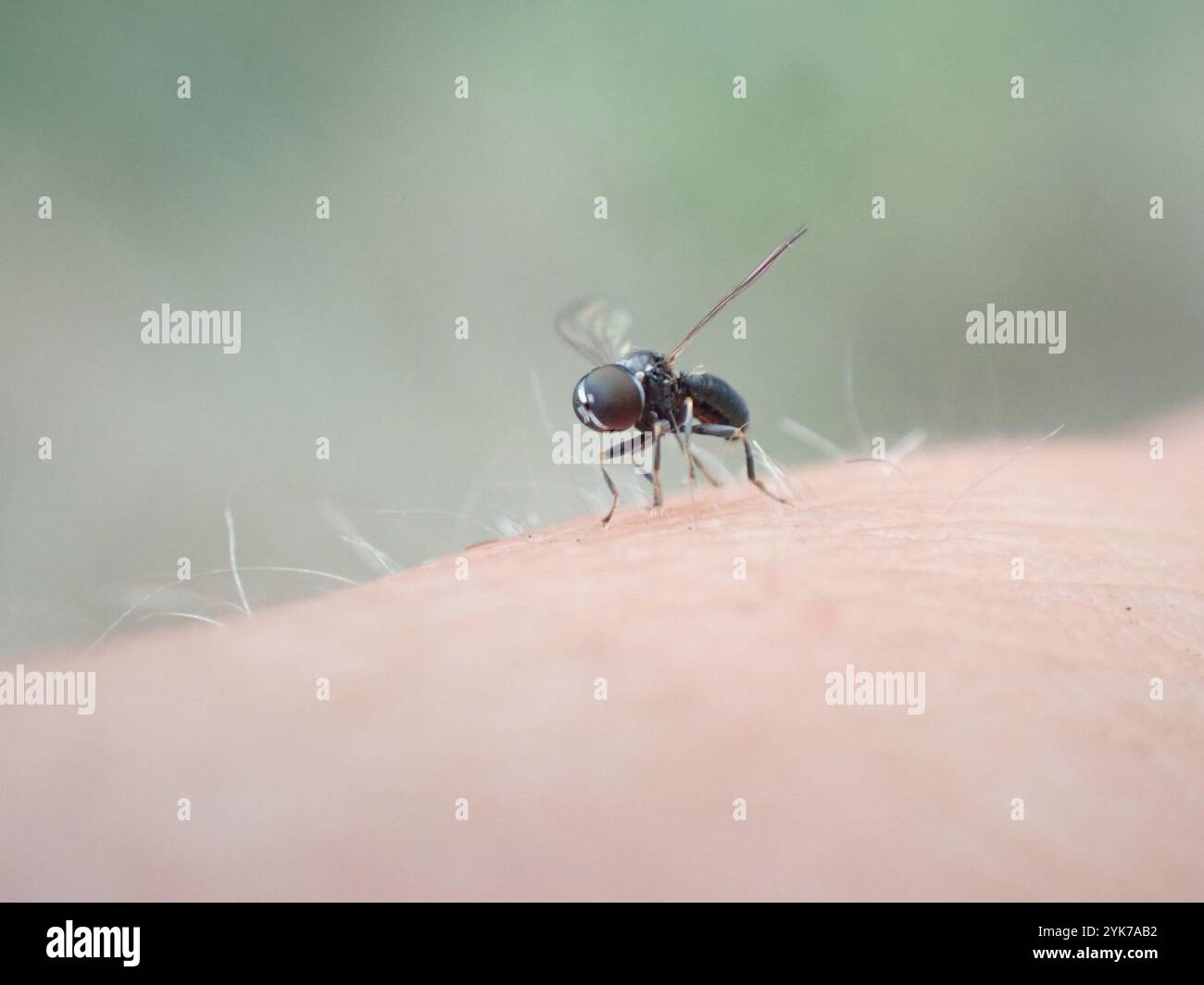 Pipunculidae hi-res stock photography and images - Alamy