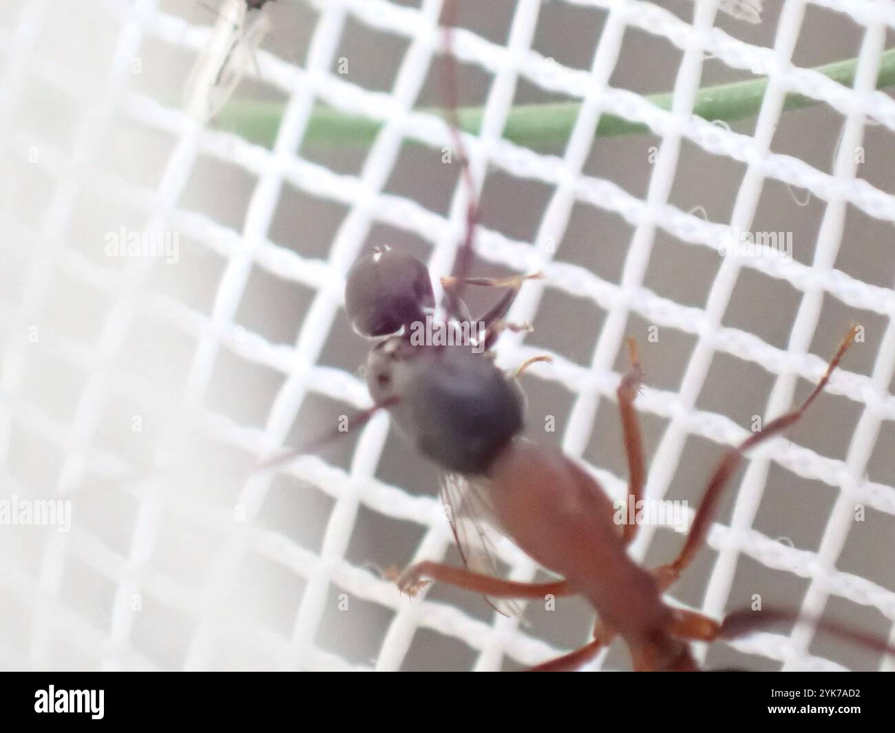 Big-headed Flies (Pipunculidae Stock Photo - Alamy