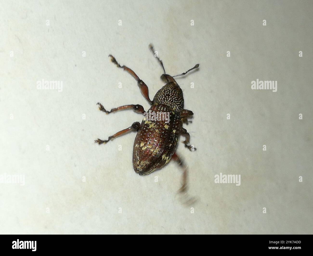 Purple Loosestrife Root Borer (Hylobius transversovittatus Stock Photo ...