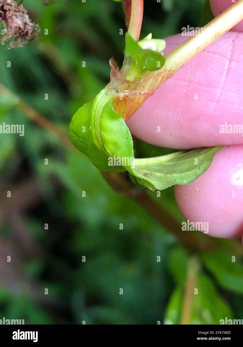 waterpepper (Persicaria hydropiper Stock Photo - Alamy