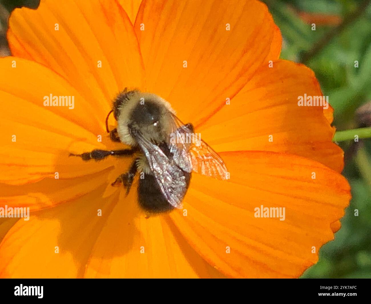 Common Eastern Bumble Bee (Bombus impatiens Stock Photo - Alamy