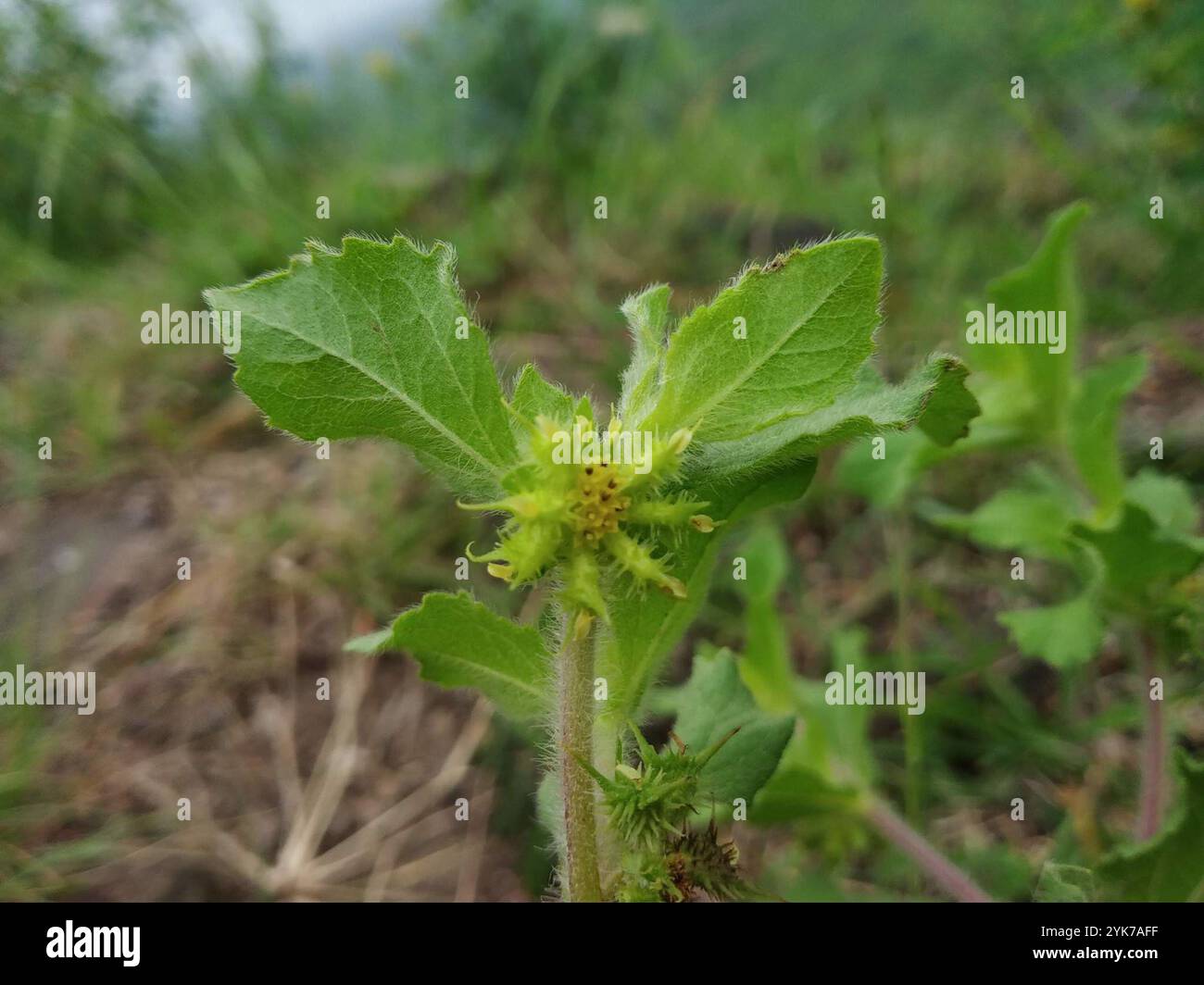 Bindii (Acanthospermum hispidum Stock Photo - Alamy