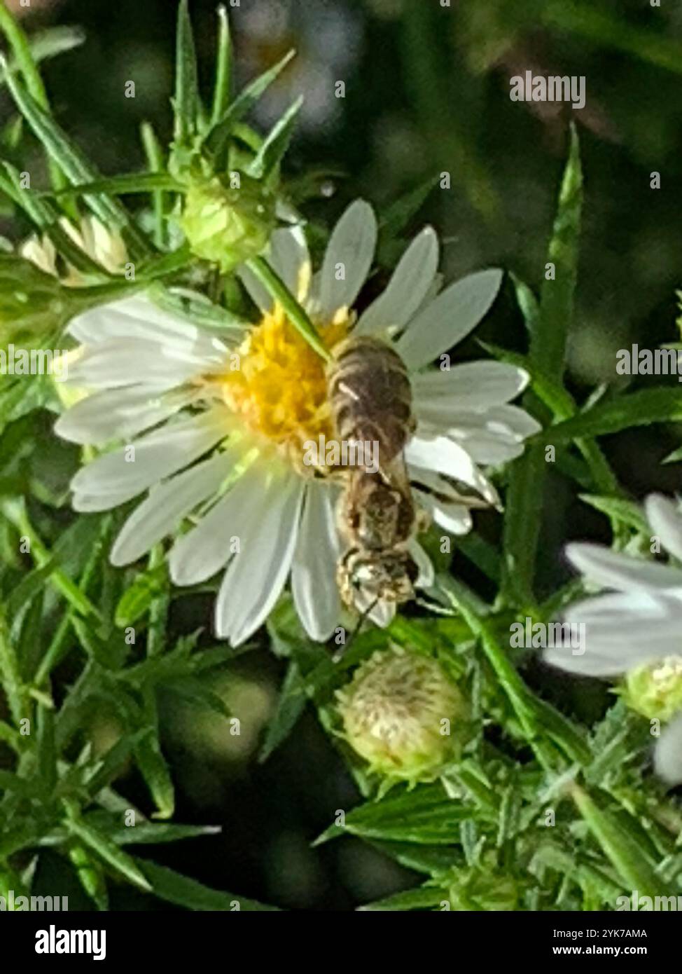 Confusing Furrow Bee (Halictus confusus Stock Photo - Alamy