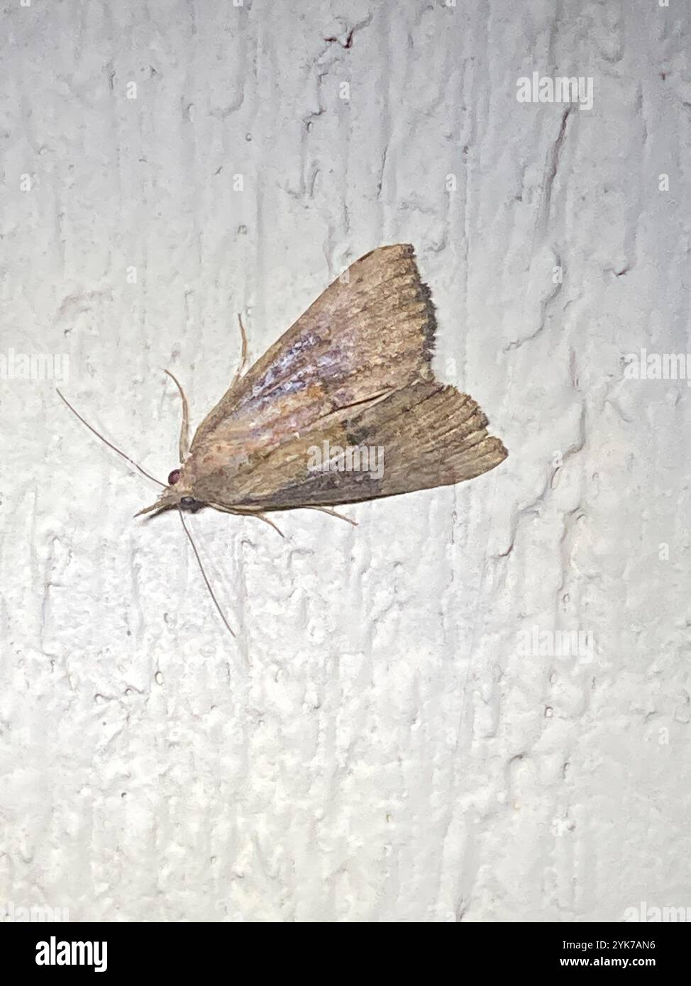 Green Cloverworm Moth (Hypena scabra Stock Photo - Alamy