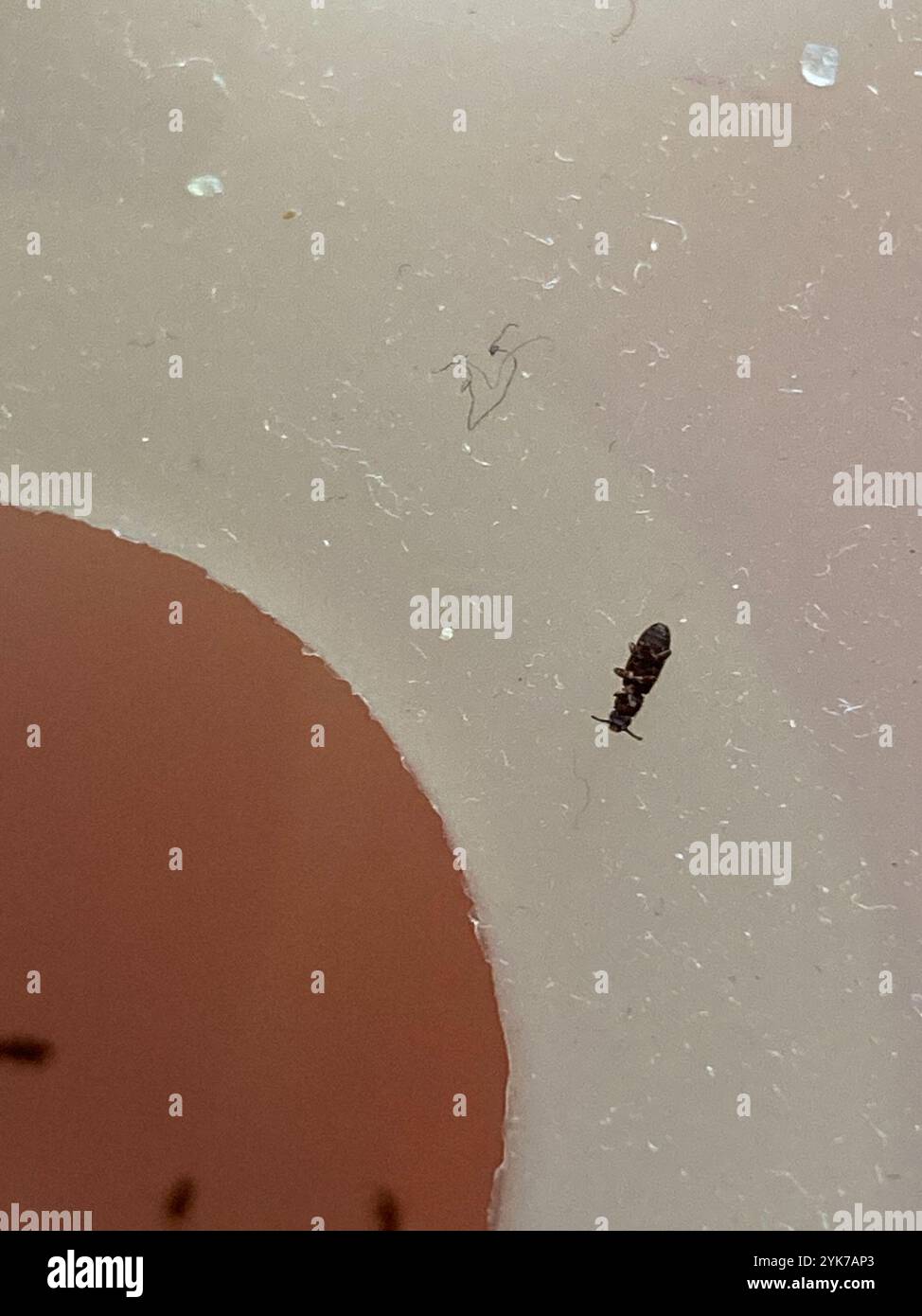 Silvanid Flat Bark Beetles (Silvanidae Stock Photo - Alamy