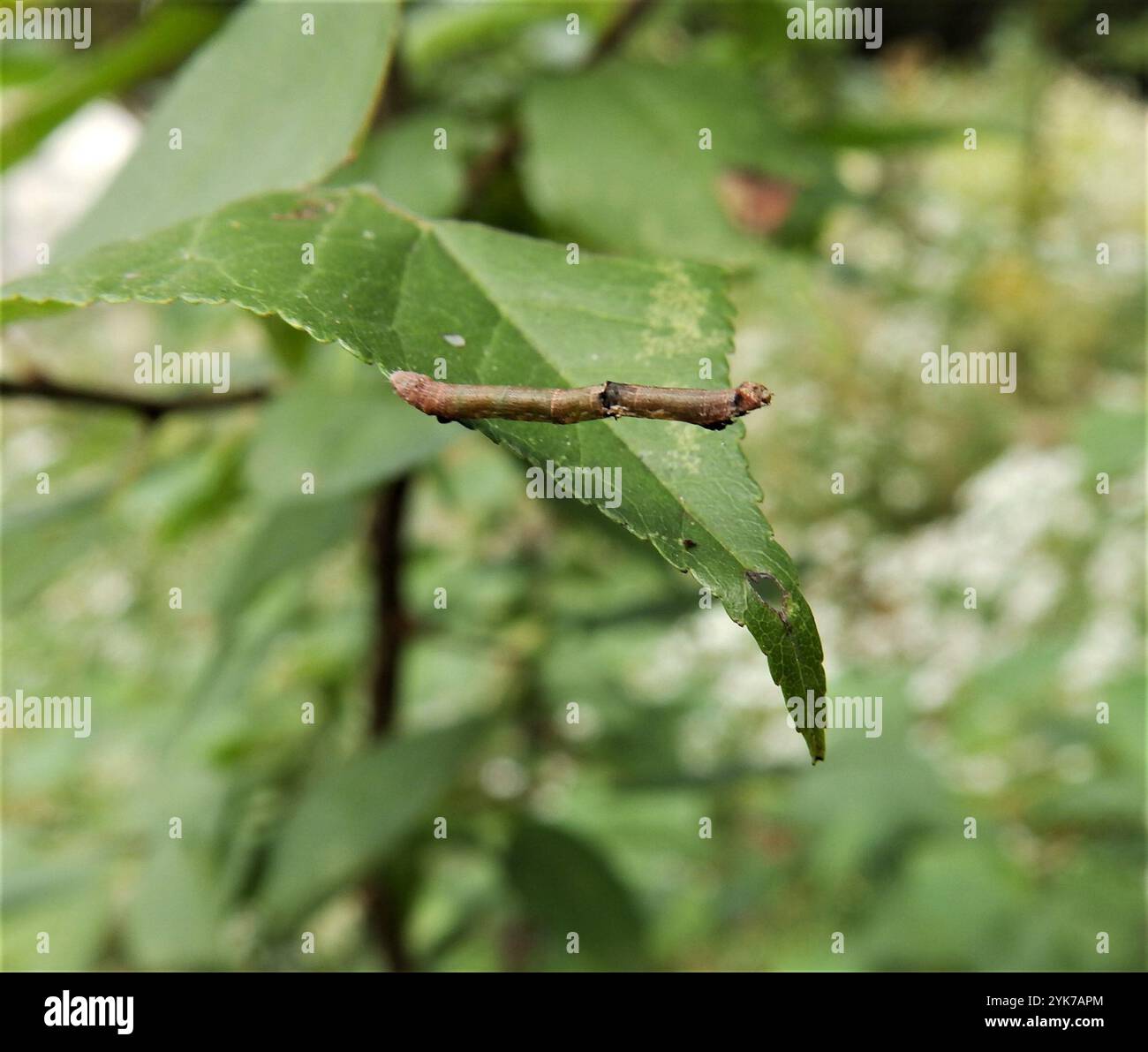 Geometer Moths (Geometridae Stock Photo - Alamy