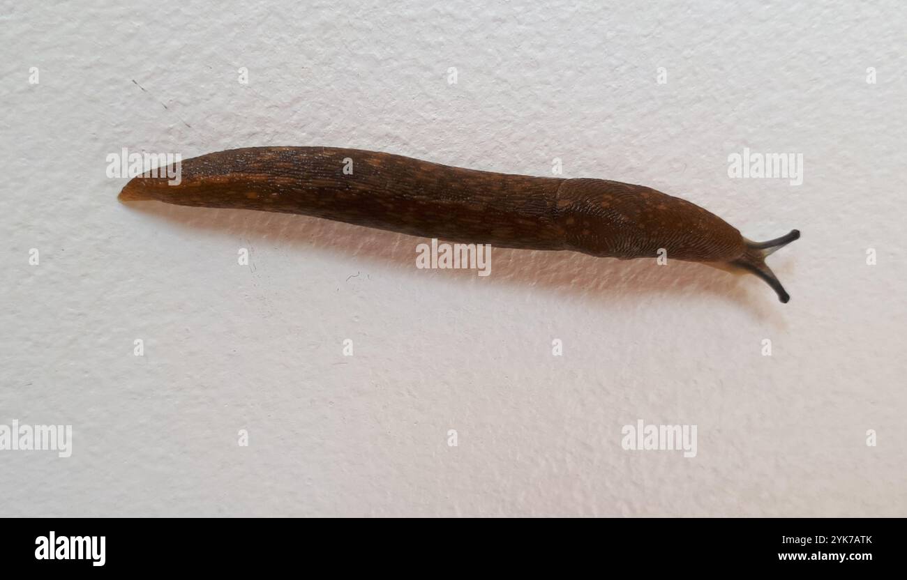 Yellow Cellar Slug (Limacus flavus Stock Photo - Alamy