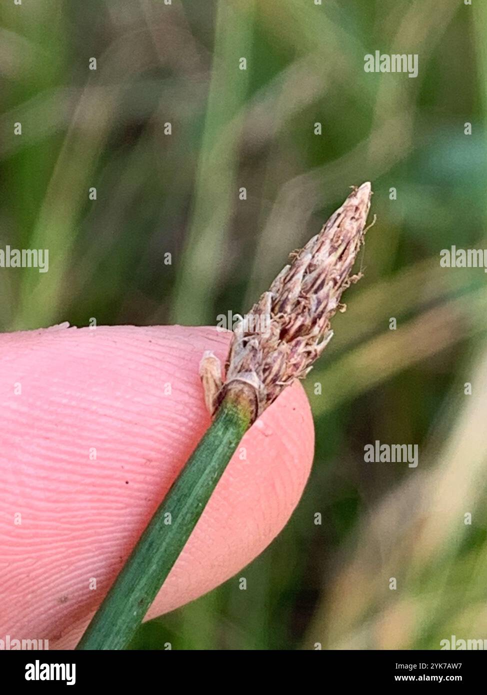 common spikerush (Eleocharis palustris Stock Photo - Alamy
