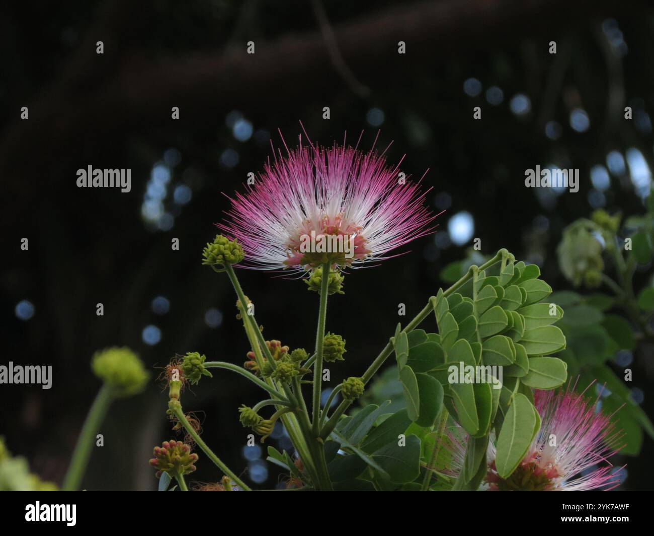 Monkey pod tree (Samanea saman Stock Photo - Alamy