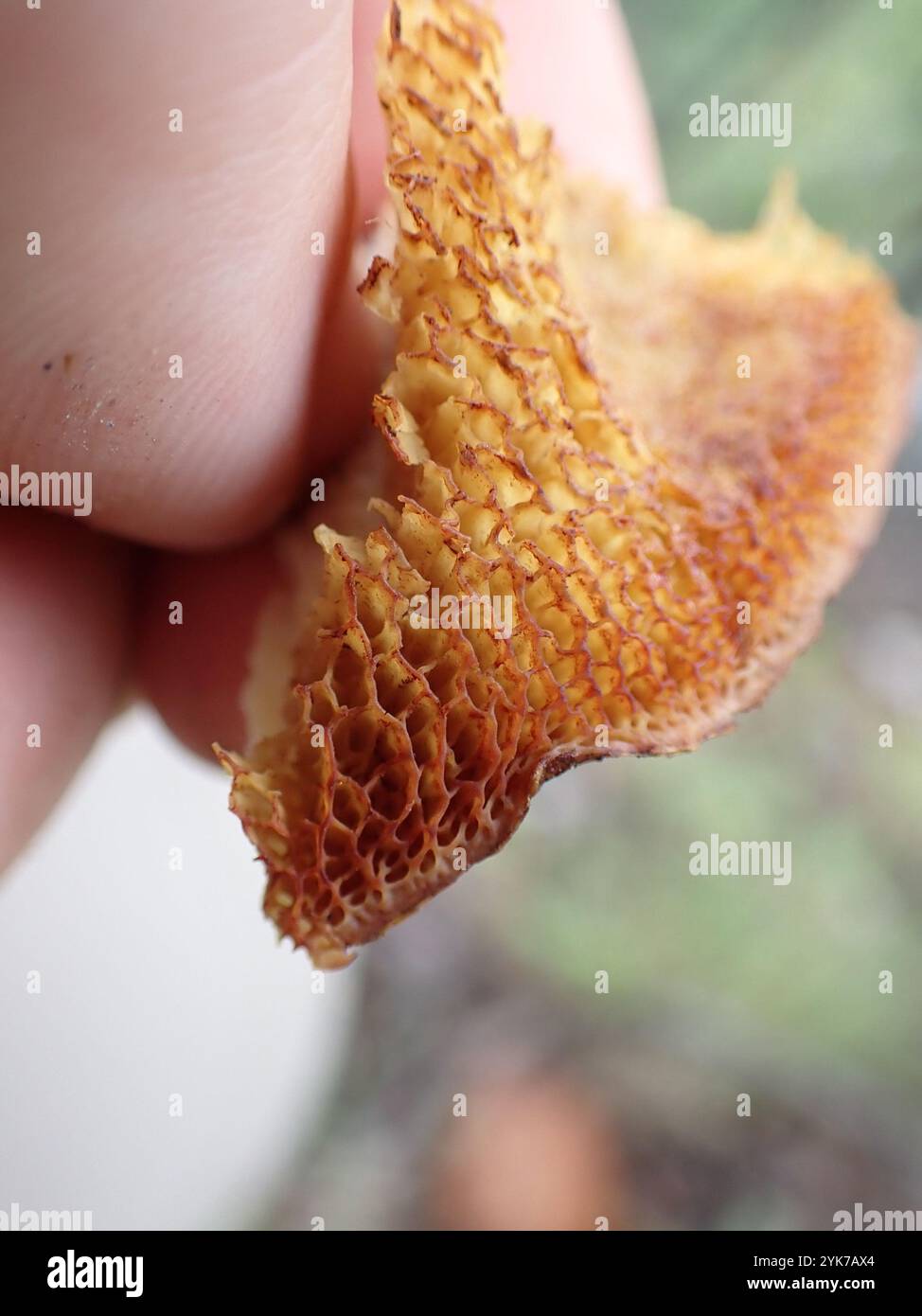 Western Painted Suillus (Suillus lakei Stock Photo - Alamy