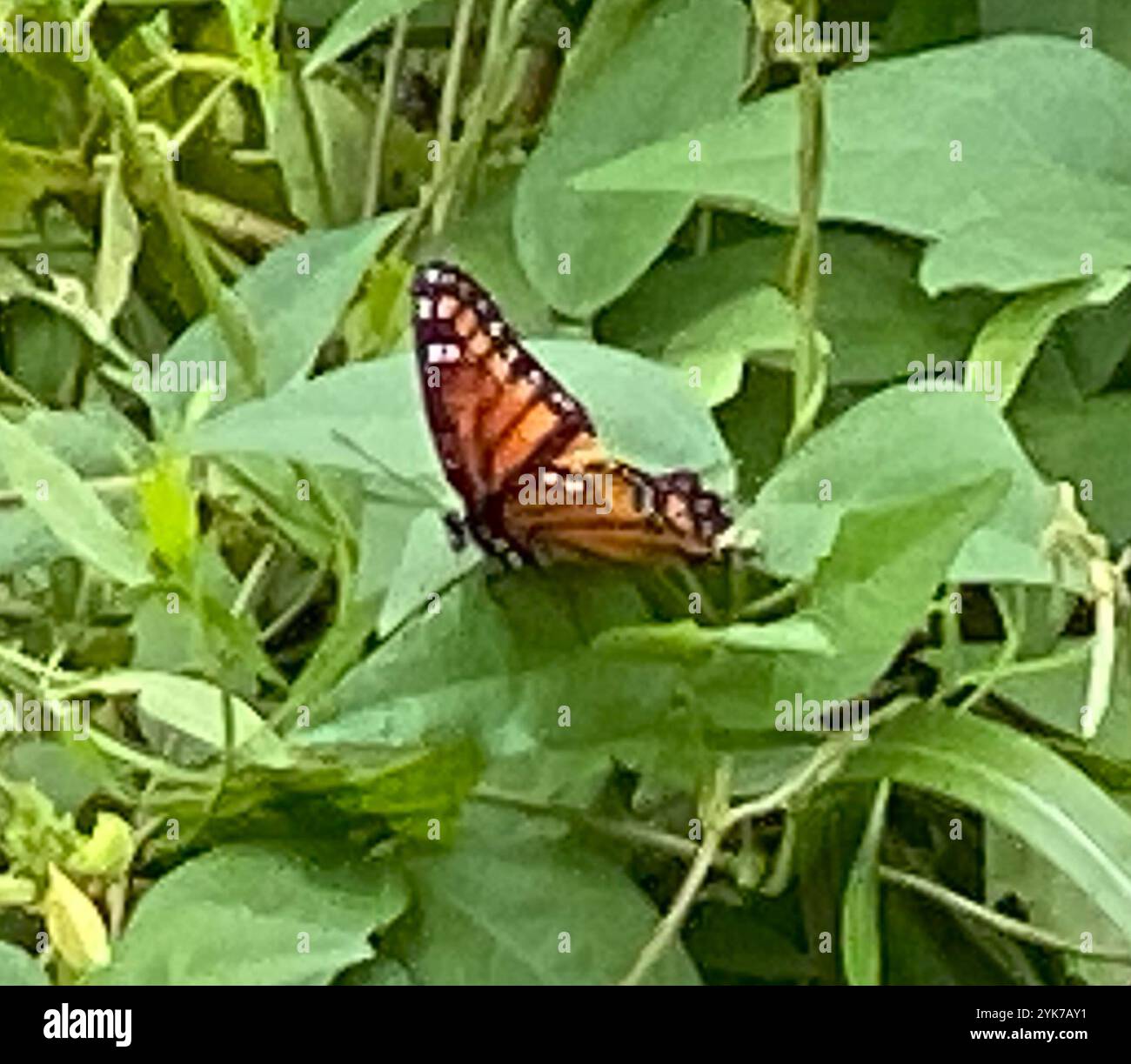 Viceroy (Limenitis archippus Stock Photo - Alamy