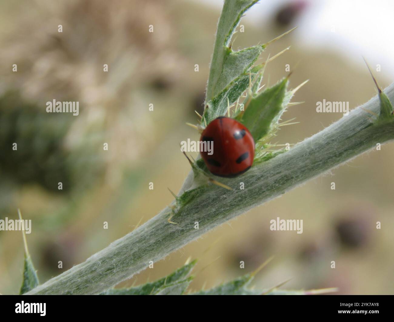 Transverse Lady Beetle (Coccinella transversoguttata Stock Photo - Alamy