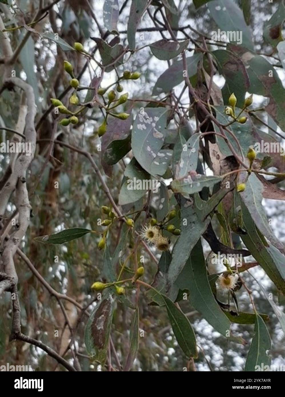 Eucalyptus melliodora hi-res stock photography and images - Alamy
