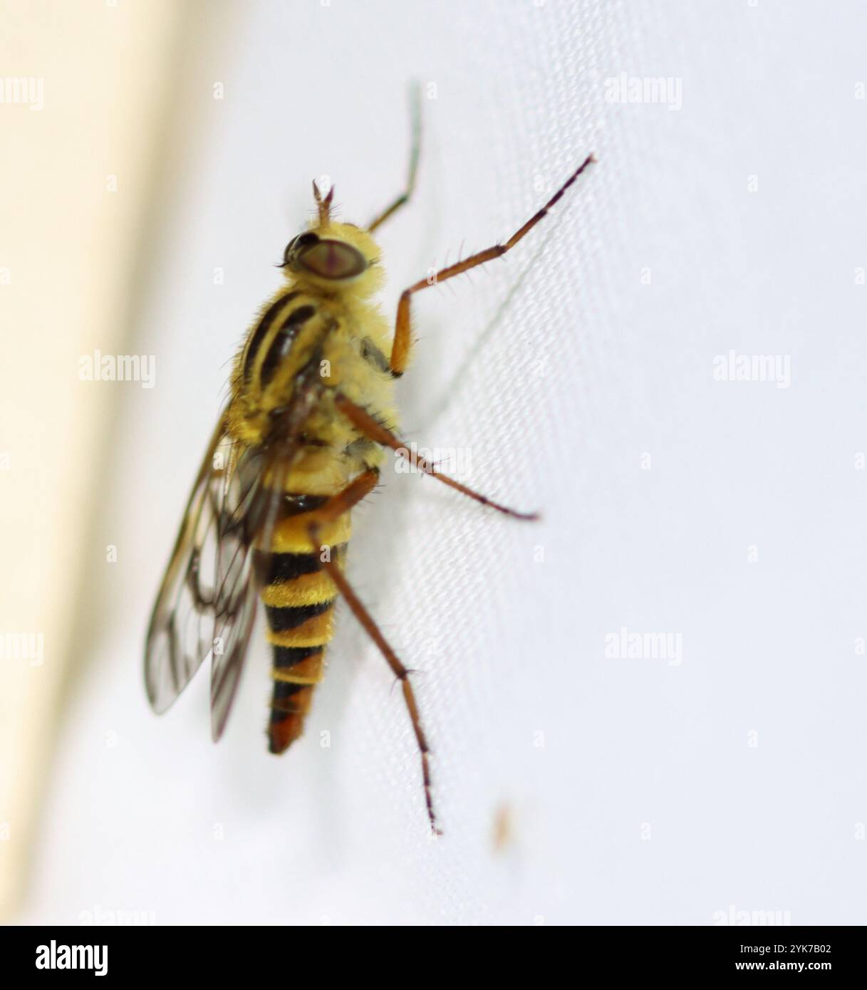 Thereva hi-res stock photography and images - Alamy