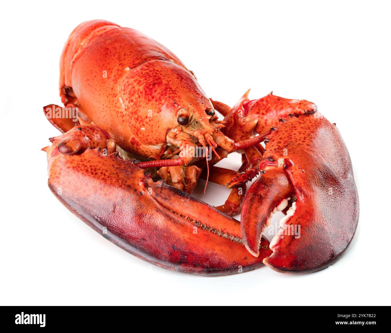 Close up red lobster Cut Out Stock Images & Pictures - Alamy