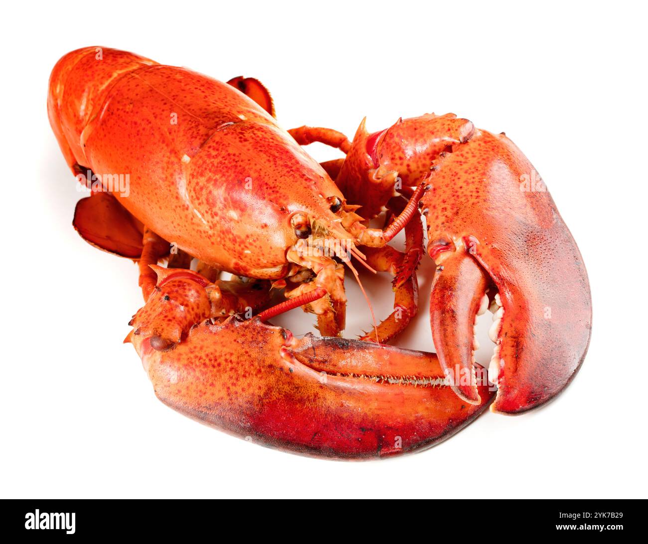Red lobster fish hi-res stock photography and images - Alamy