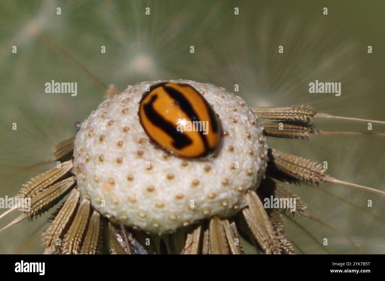 Striped Ladybird (Micraspis frenata Stock Photo - Alamy