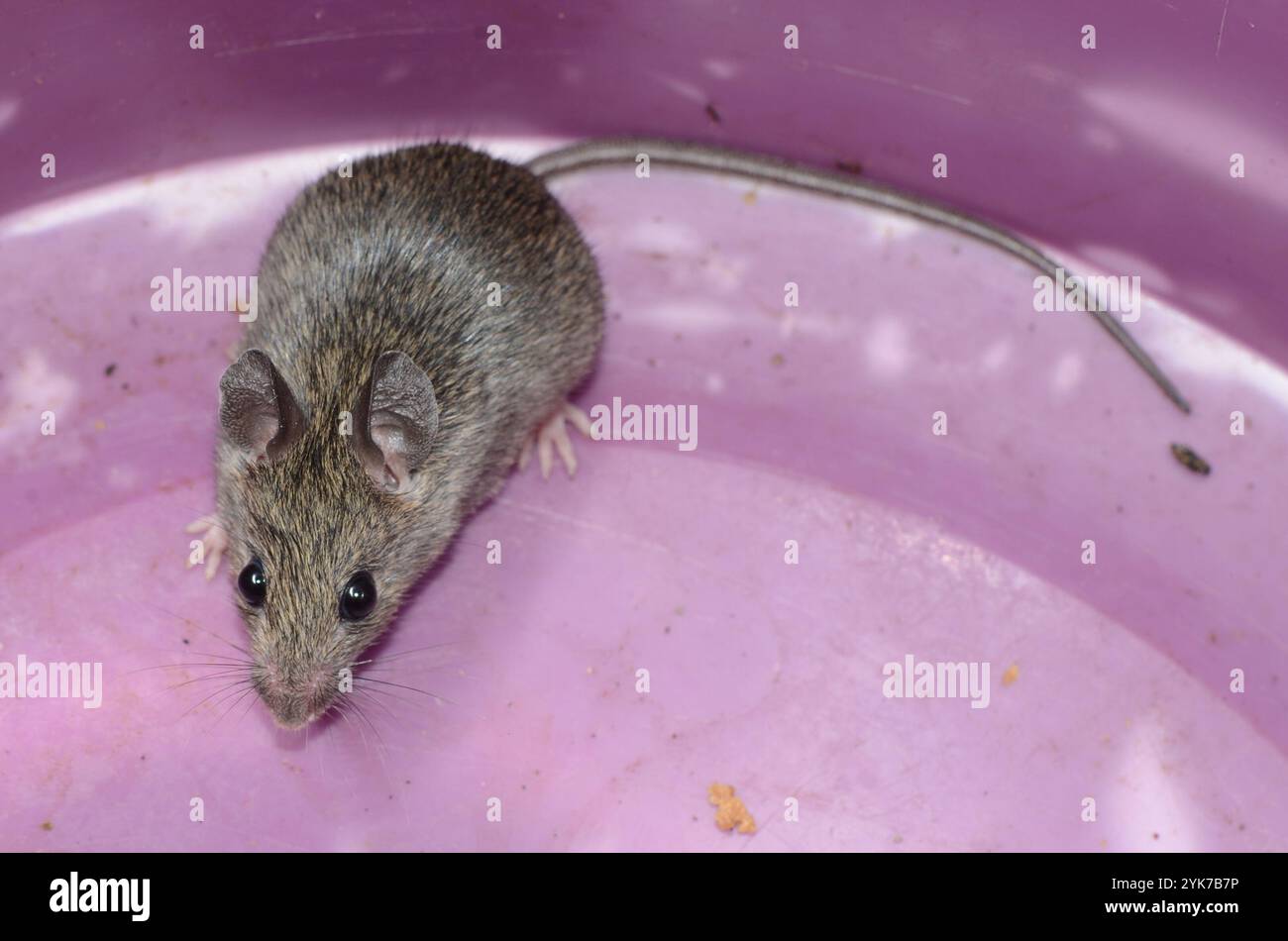 Natal Multimammate Mouse (Mastomys natalensis Stock Photo - Alamy