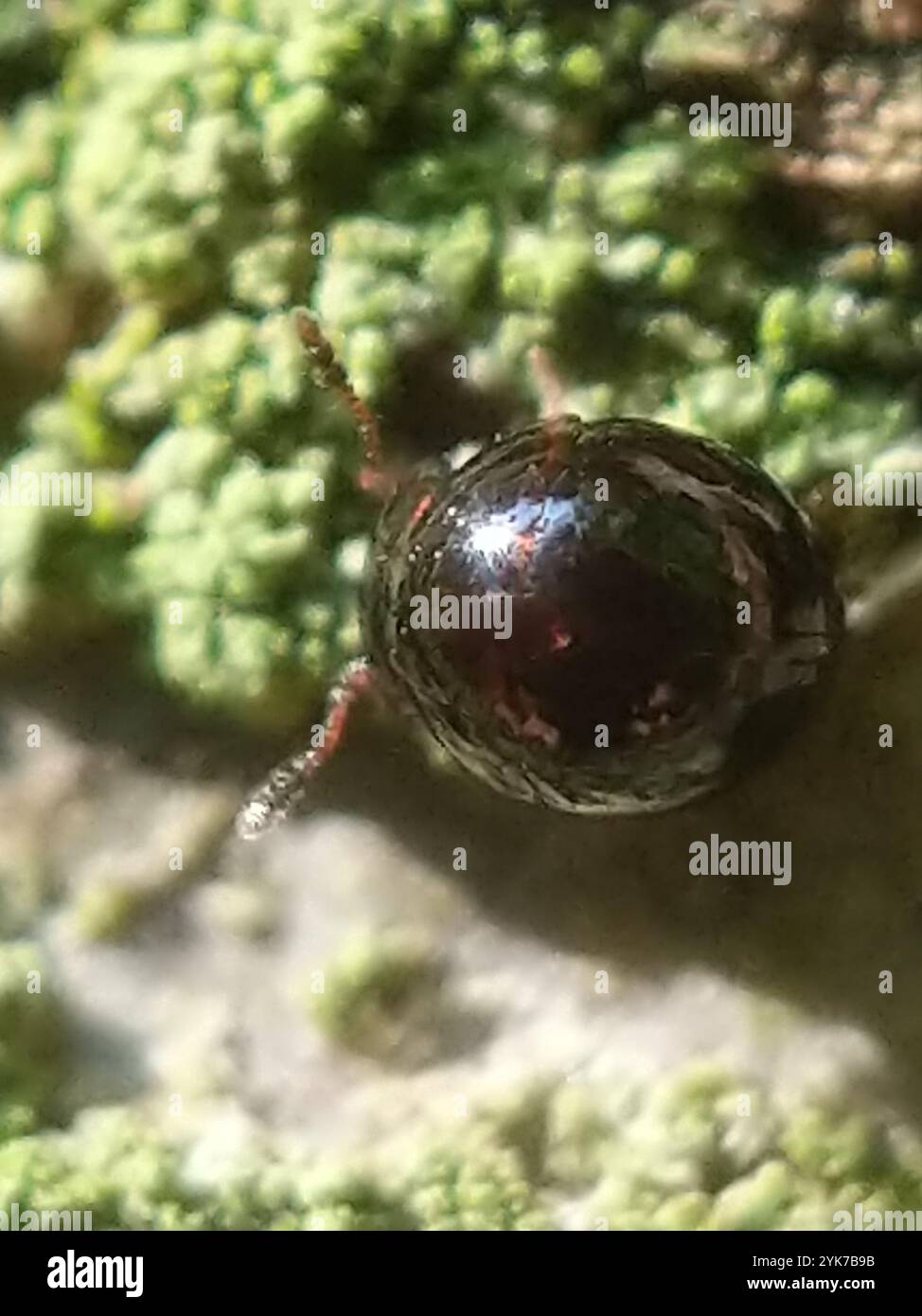 Agathidium hi-res stock photography and images - Alamy