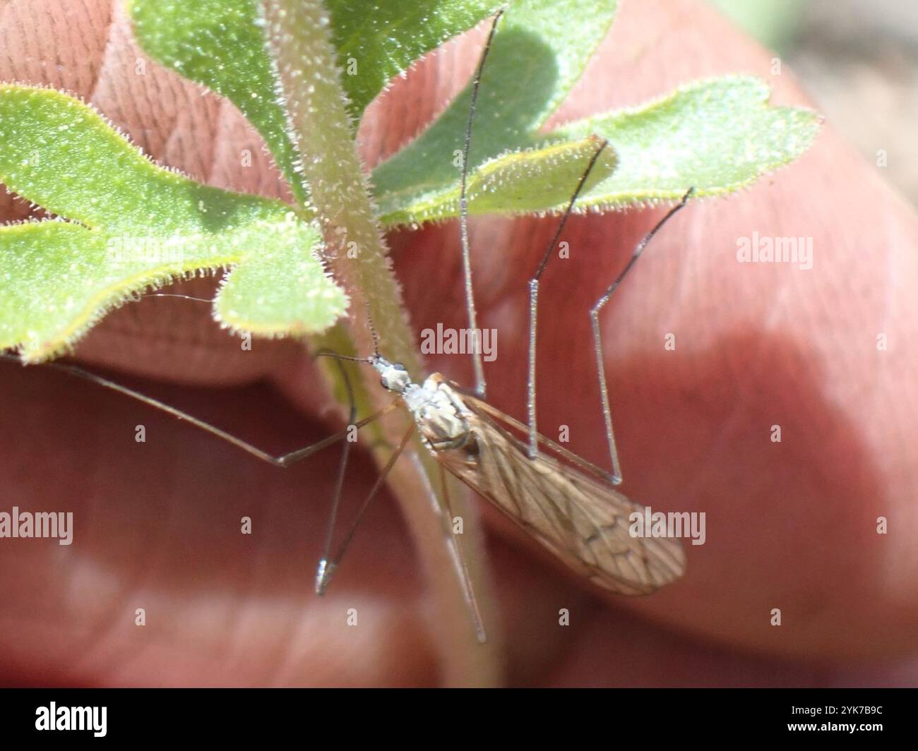 Crane Flies (Tipulomorpha Stock Photo - Alamy