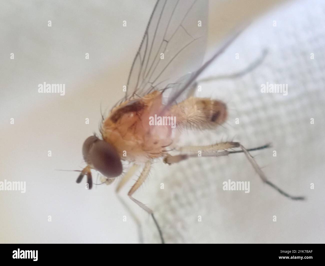 Muscoid Flies (Muscoidea Stock Photo - Alamy