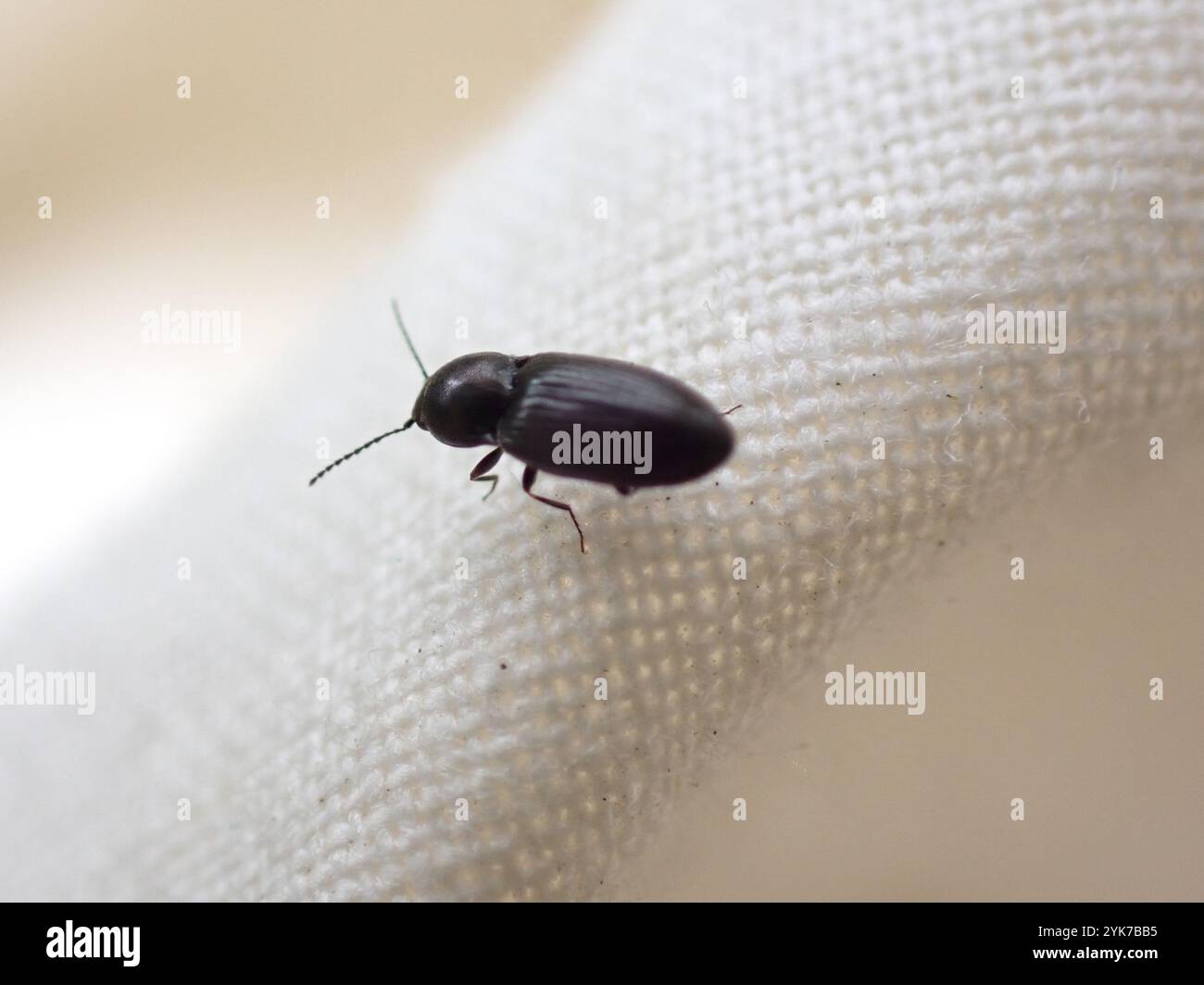 Click Beetles (Elateridae Stock Photo - Alamy