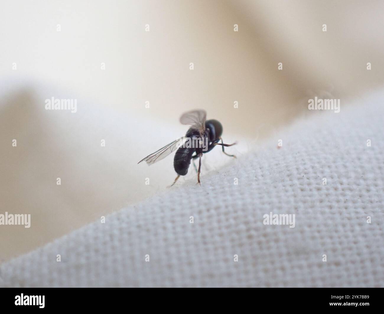 Big-headed Flies (Pipunculidae Stock Photo - Alamy