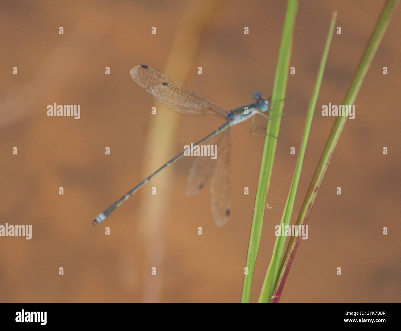 Lestes elatus hi-res stock photography and images - Alamy