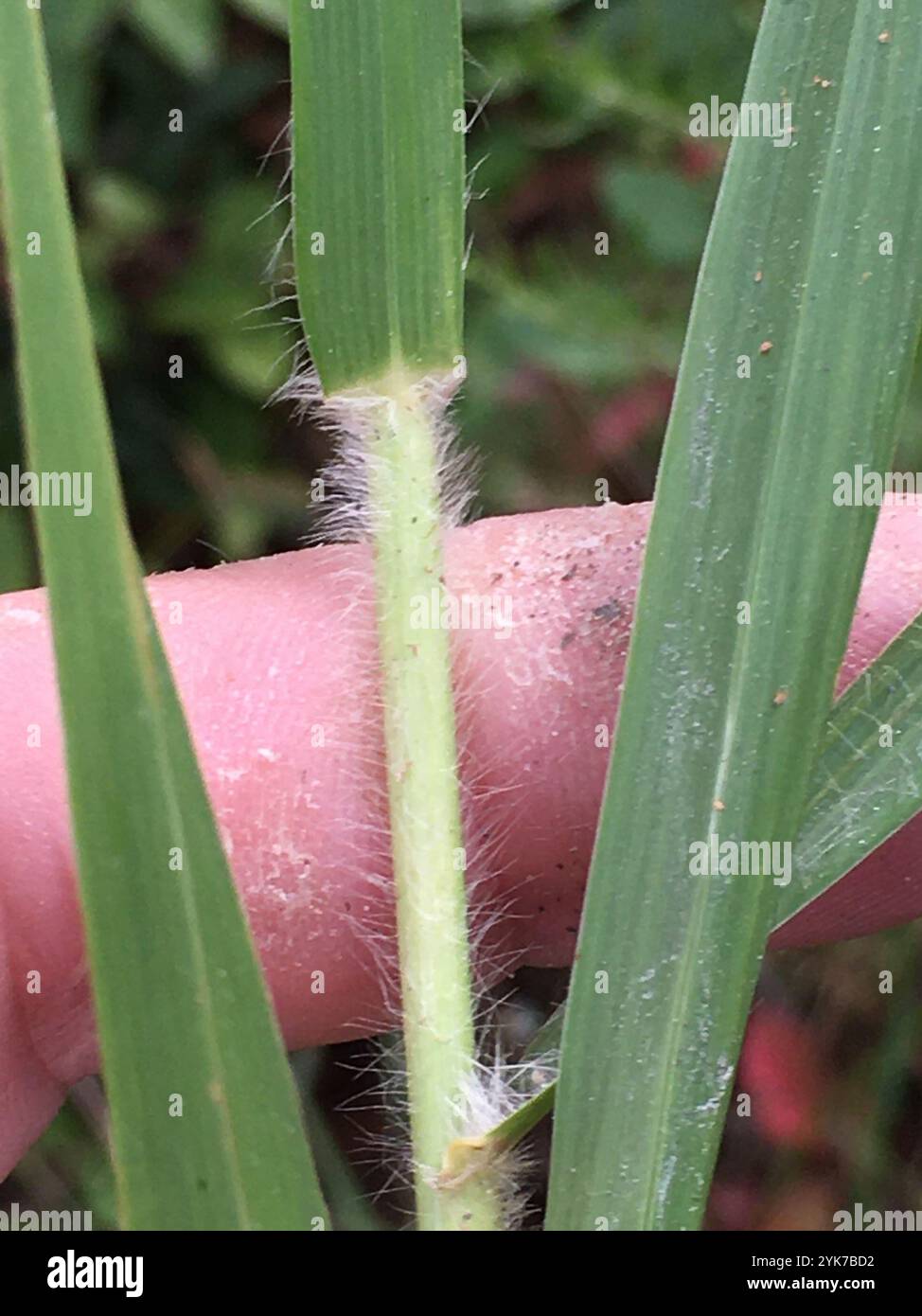 Purple Lovegrass (Eragrostis spectabilis Stock Photo - Alamy