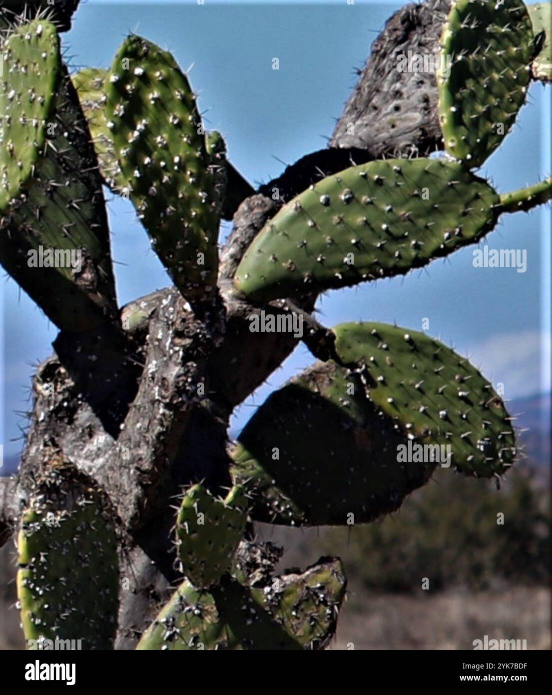 Cochineal Scale Bugs (Dactylopius Stock Photo - Alamy