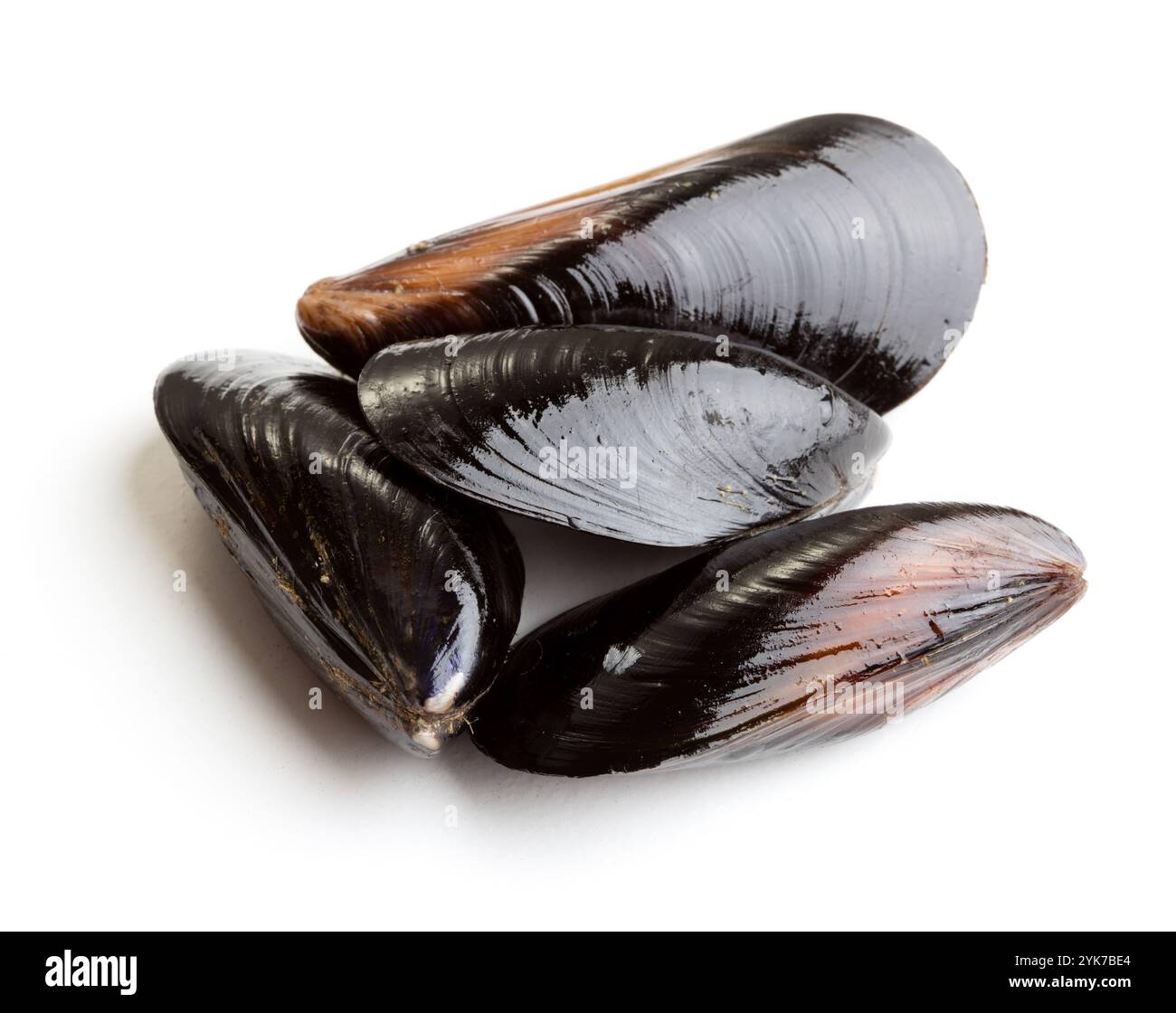 Isolated mussel hi-res stock photography and images - Alamy